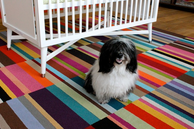 To Dog With Love: Designing a Pet-Friendly Home with FLOR Carpet Squares