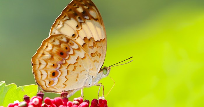 Butterflies of Singapore: Life History of the Rustic
