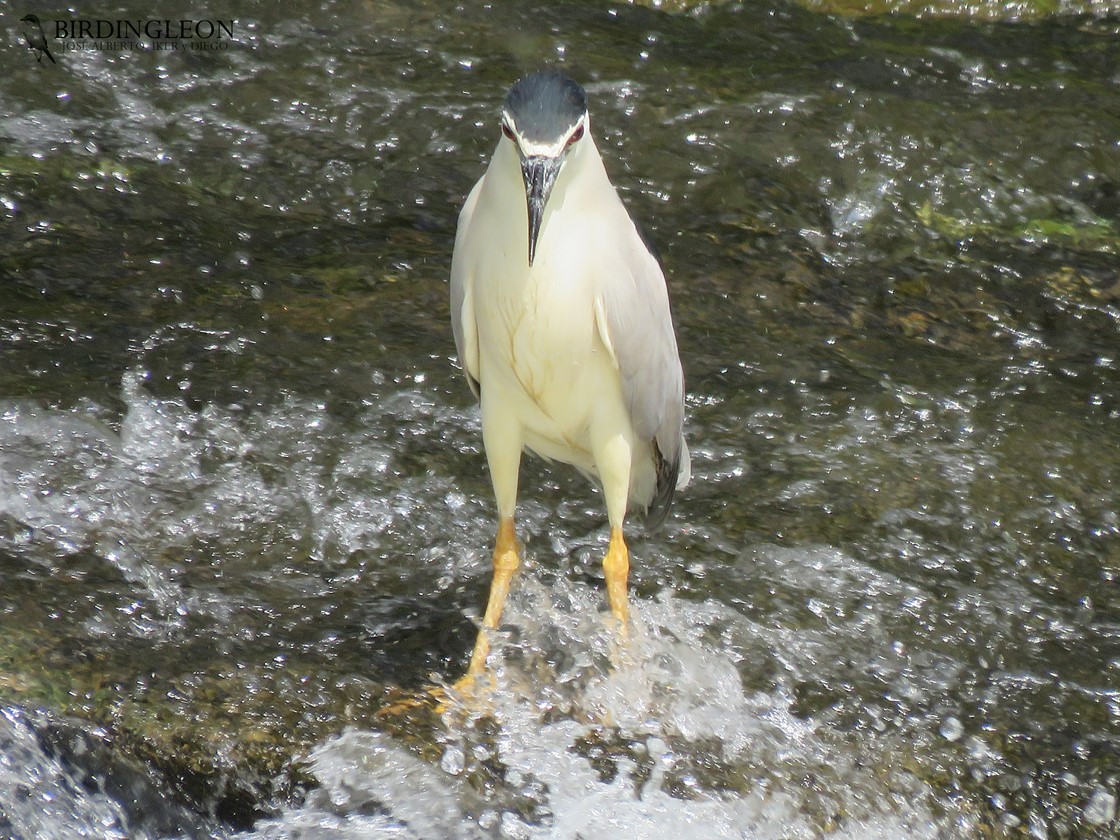 BIRDINGLEON: ¡MARTINETE COMÚN, el Cuervo de la noche!