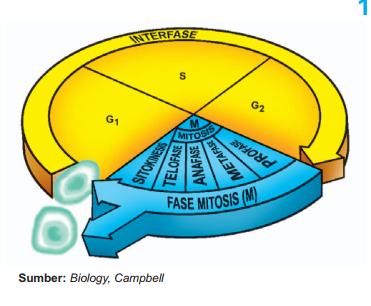 KELAS BIOLOGI 12: Pembelahan Sel (Cell Division)