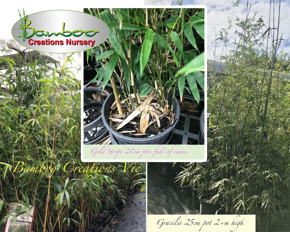 Bamboo Creations Victoria