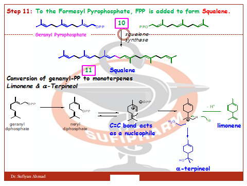 Acetate Pathway I Pharmacognosy and Phytochemistry (T. Y. B. Pharm Sem ...