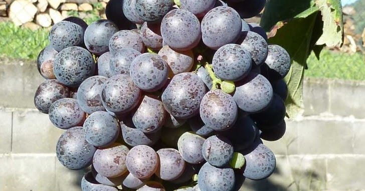 Di Vitigno in Vini: VITIGNO GRISA NERA E ROUSA