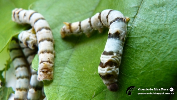 Gusanos de Seda: Cebrado clásico
