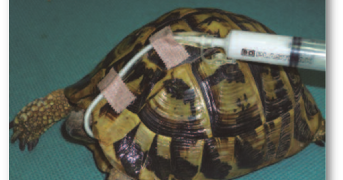 Esophagostomy Tube Placement in Tortoise
