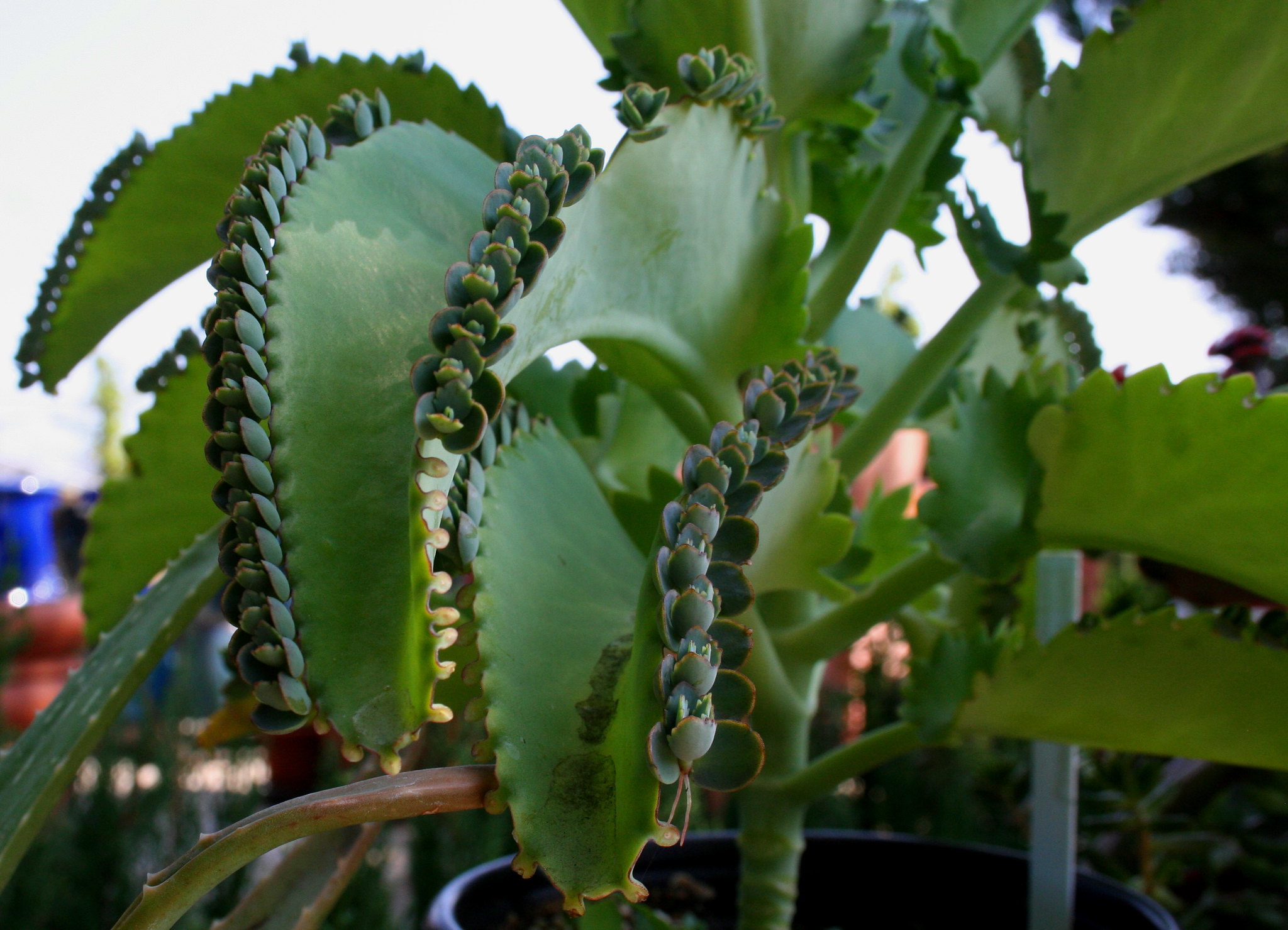 Kalanchoe daigremontiana - Devil's backbone care and culture | Travaldo ...