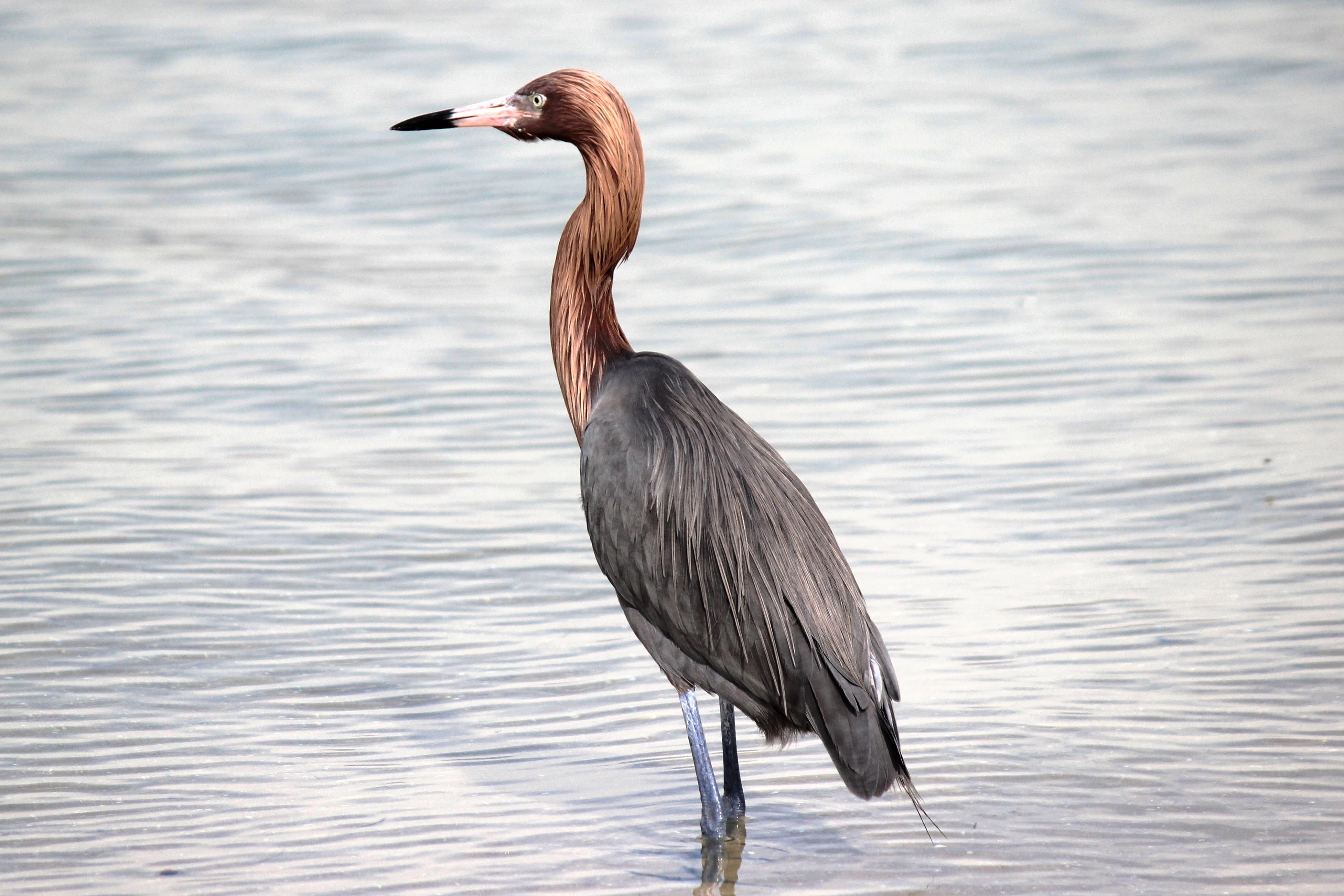 To Behold the Beauty: Reddish Egret
