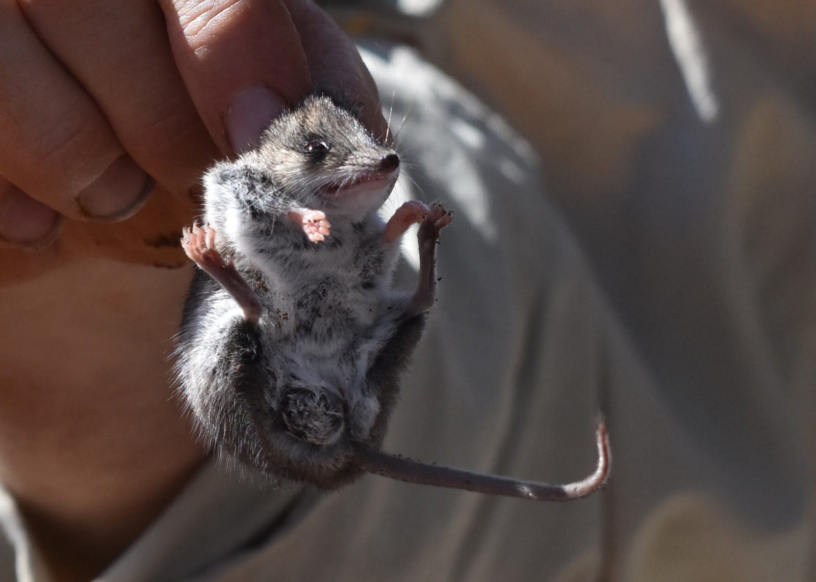9001mammals: COMMON DUNNART