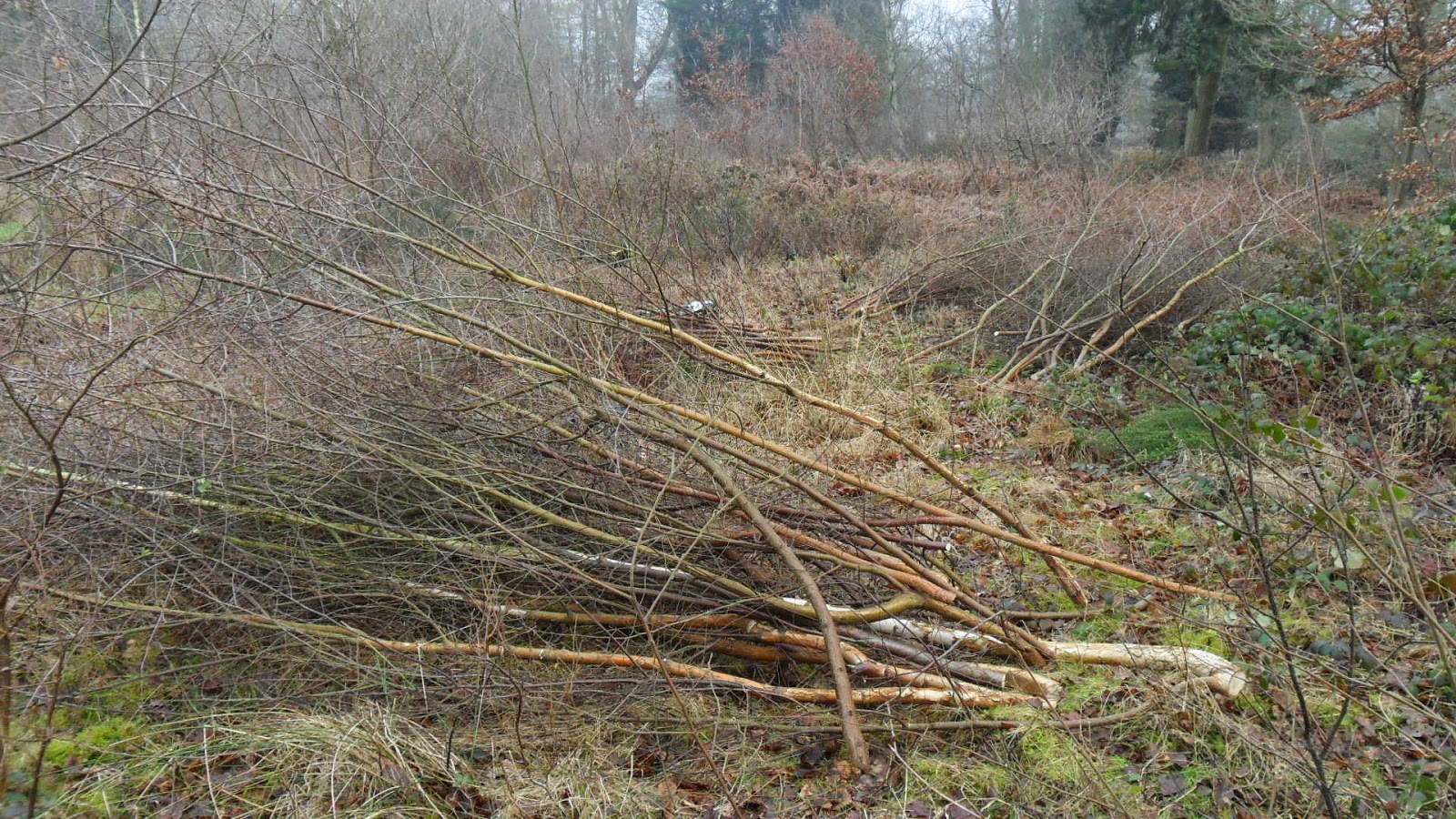 Worcester College Gardeners 2009-2018: Coppicing At The Harcourt Arboretum