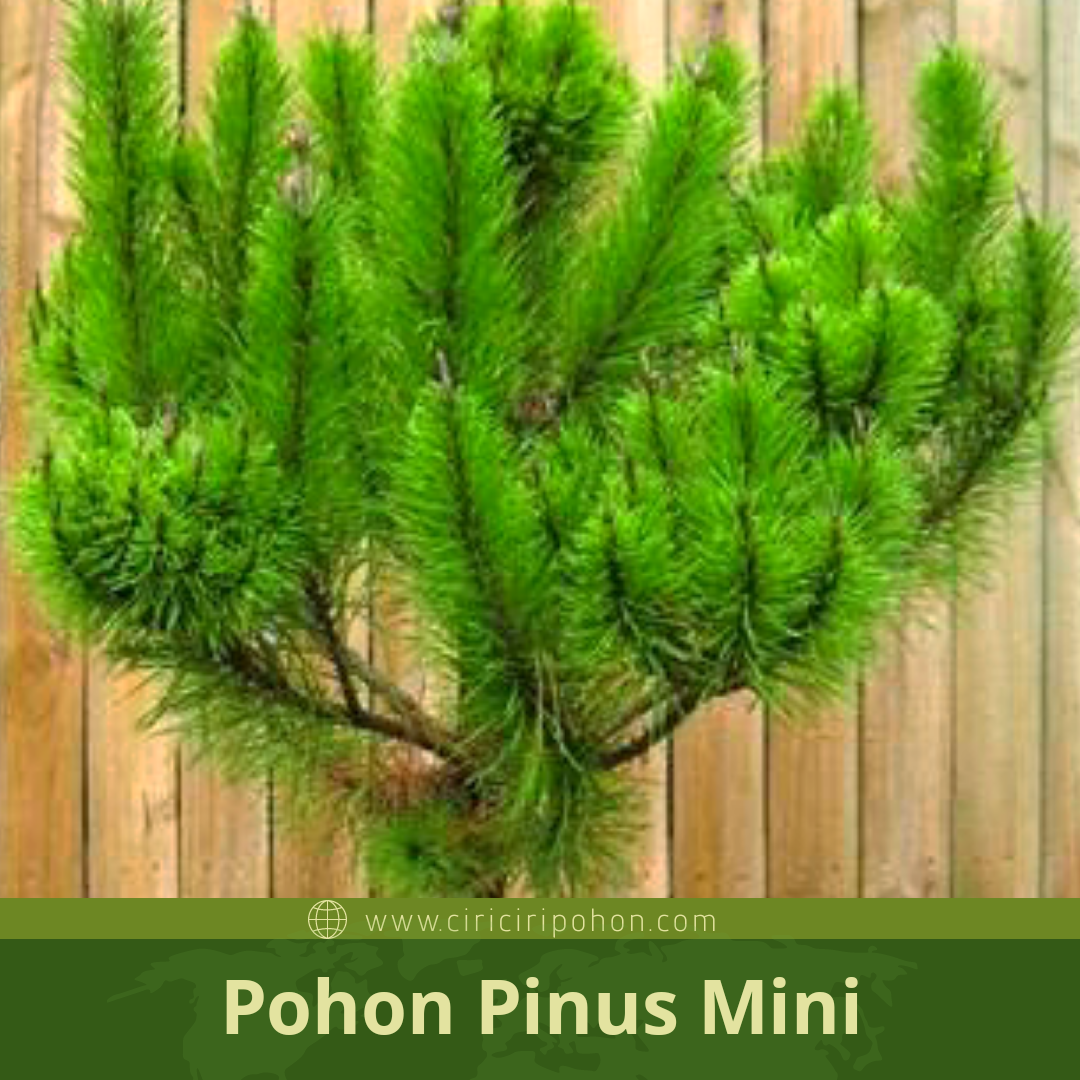 Mengenal Pohon Pinus Clausa, Pohon yang Sering Dijadikan Pohon Natal ...
