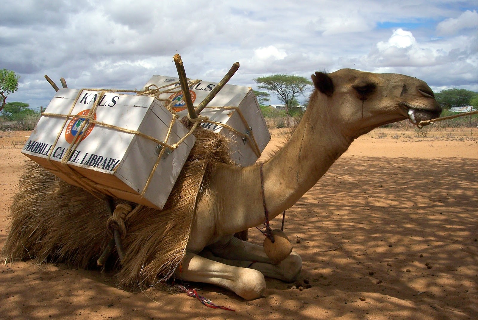 Literary Hoots: 10 Unexpected Places for a Library