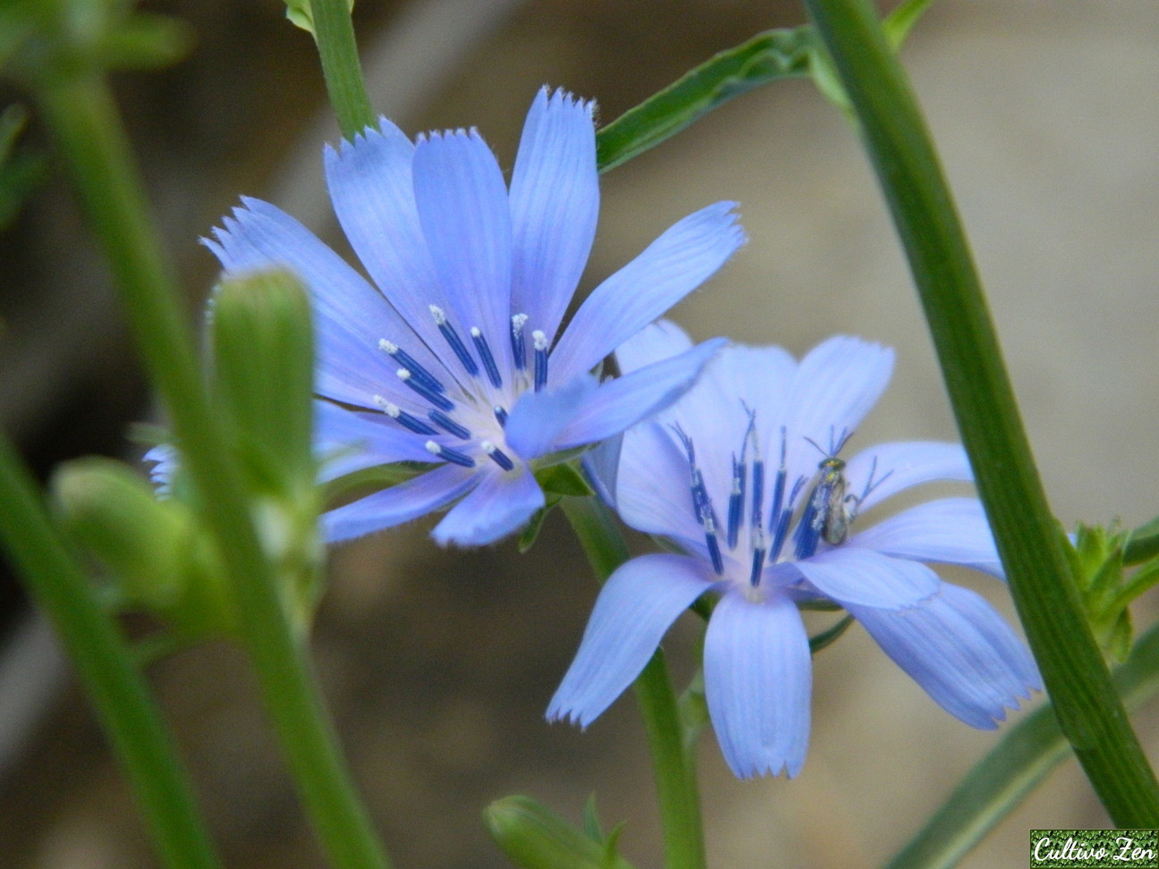 Cultivo Zen: Cultivo do Almeirão - II