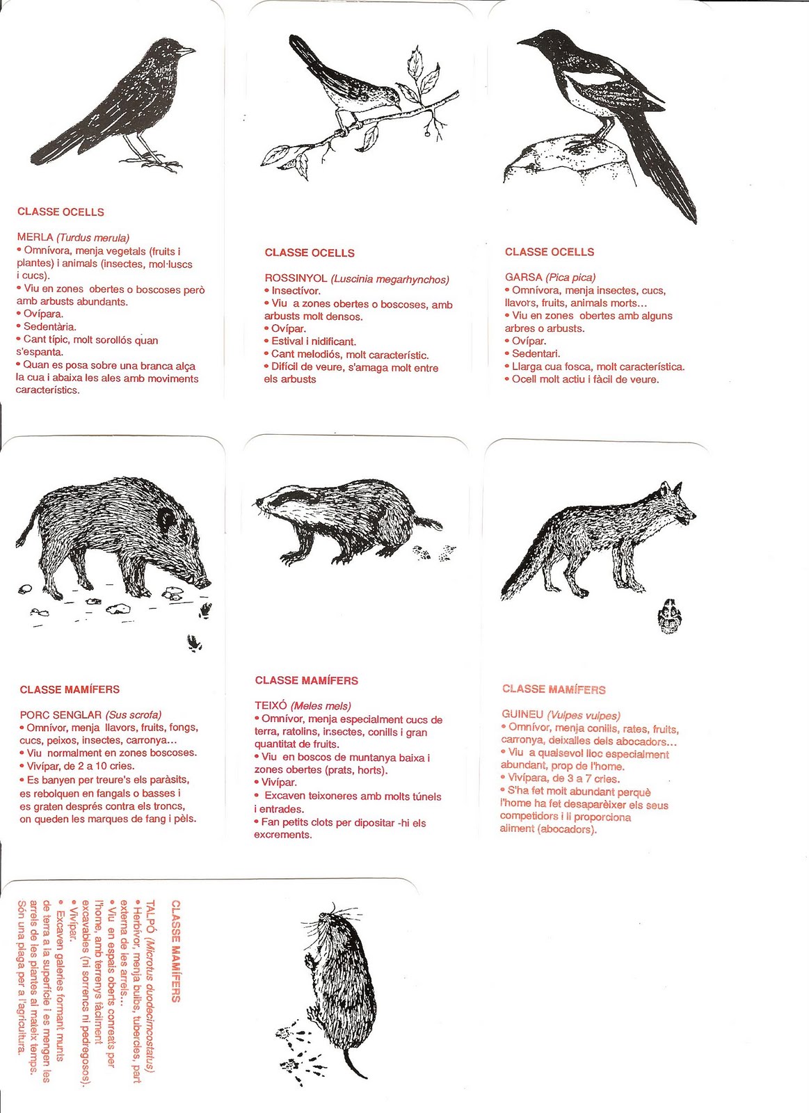 LA MITJANA A POC A POC: Jugant i aprenent sobre els animals vertebrats