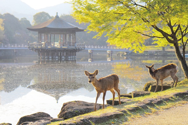 Veja cervos e templos no Parque de Nara, Nara, Japão - Kaze Hikaru