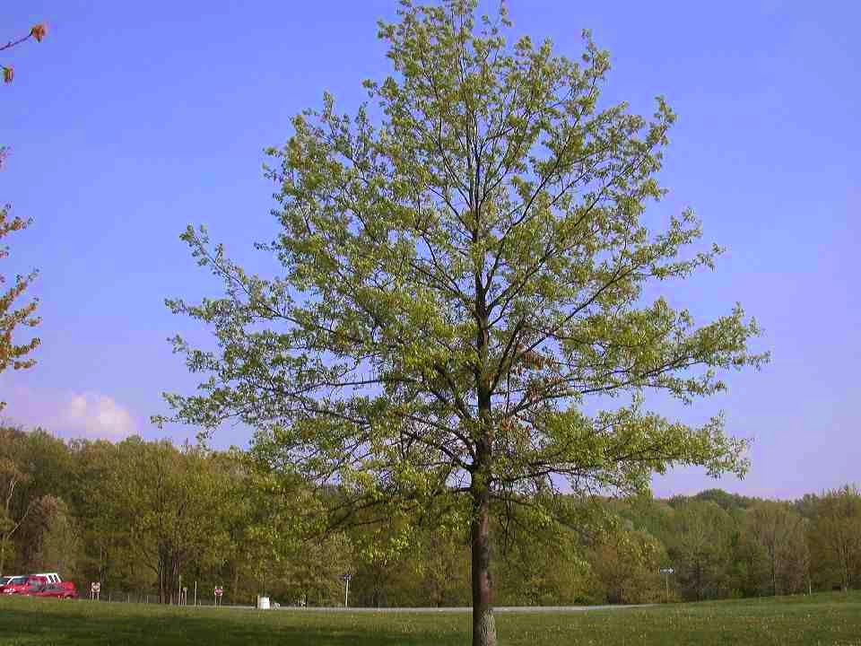 Trees Planet: Quercus coccinea - Scarlet Oak
