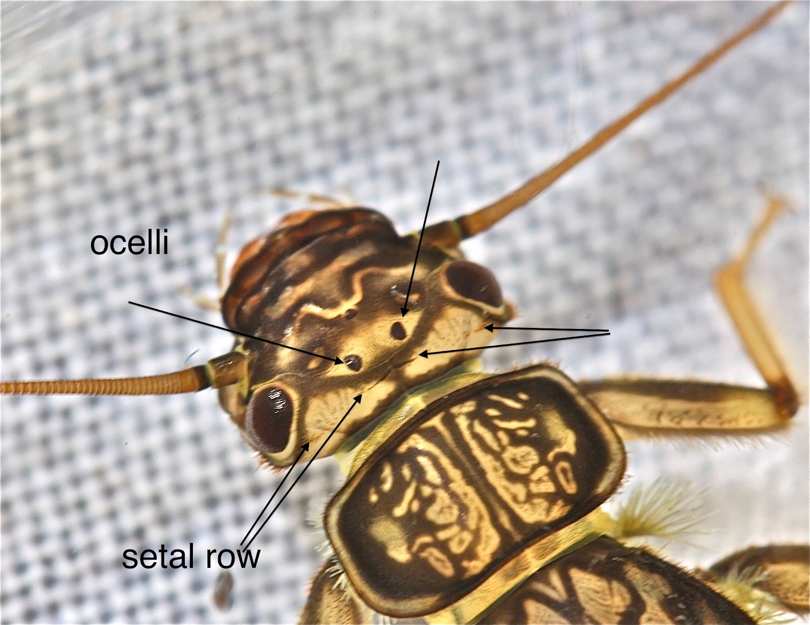 Aquatic Insects of Central Virginia: Drunella doddsi, Calineuria ...