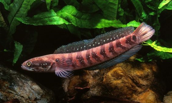 50 Jenis Ikan Channa yang Perlu Kamu Ketahui, Terlengkap Beserta Harga ...