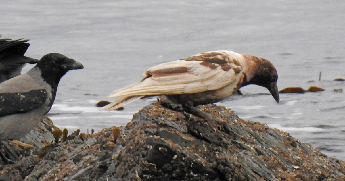 NI Bird Pics: Alastair McLean - Leucistic Crow