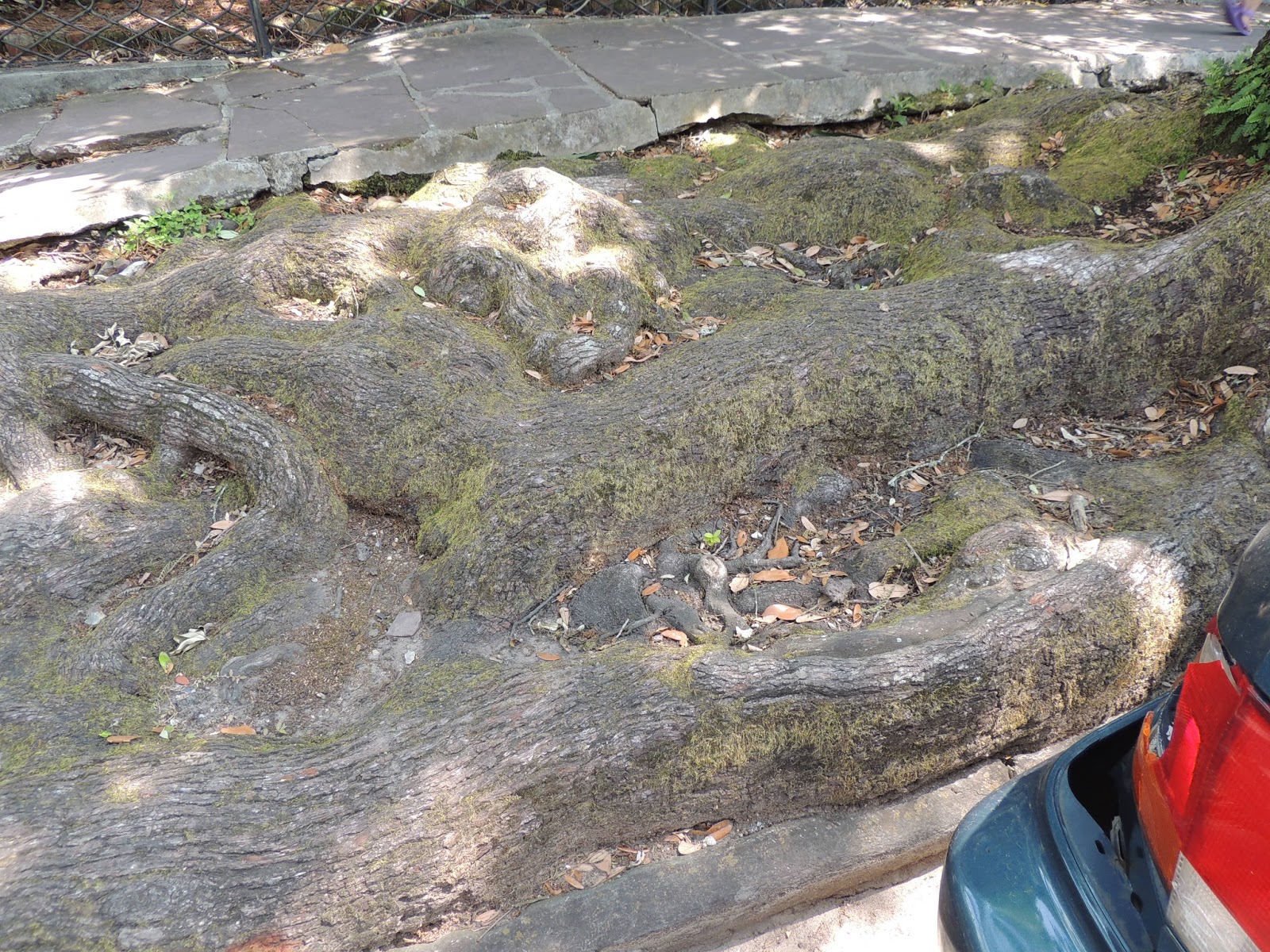 From Camping to Glamping: New Orleans LA The Garden District