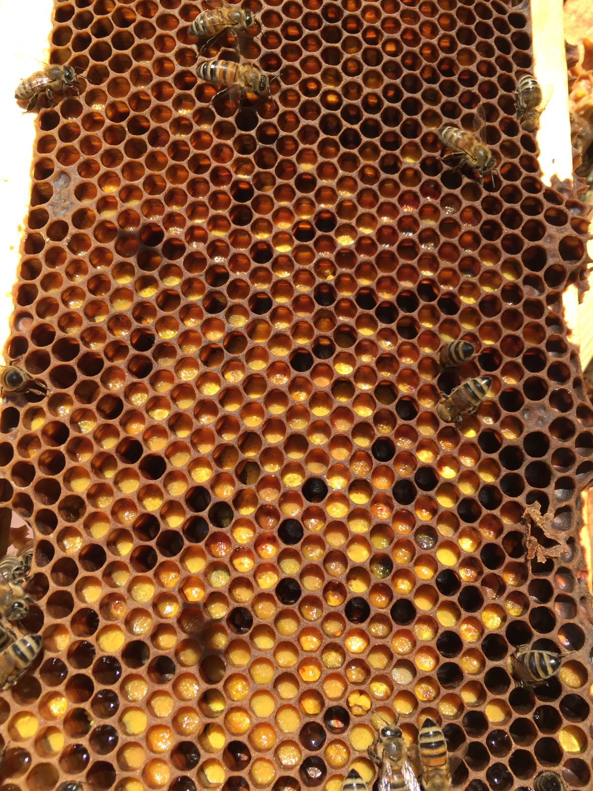 Hive Visit in Pictures