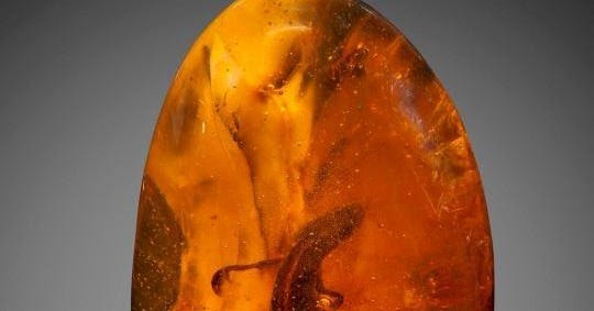 The Eight Most Incredible Fossils Preserved In Amber