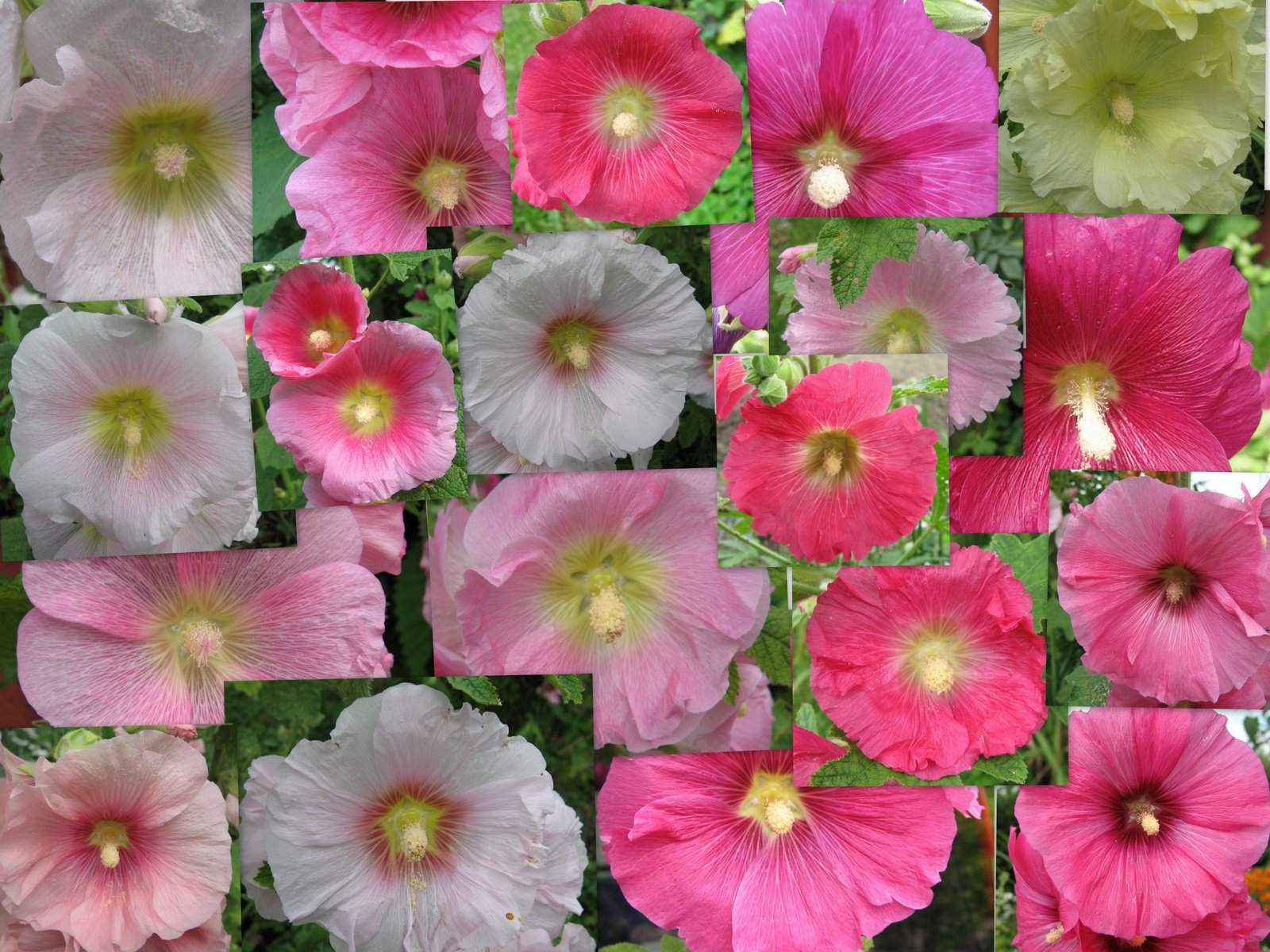 Kaprifol og stokrose