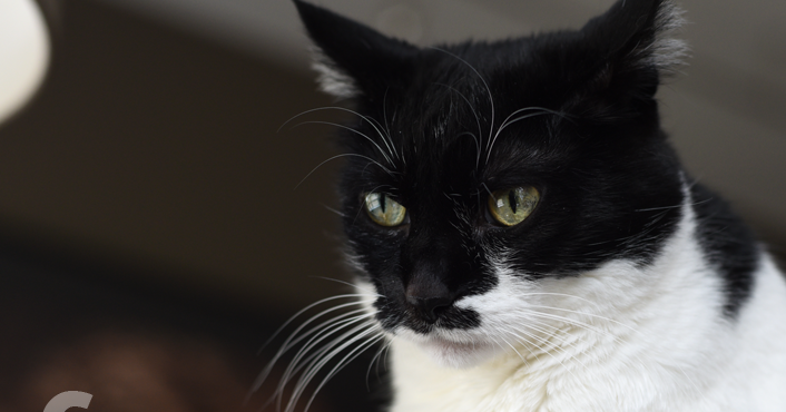 GLOGIRLY: Waffles the Static Electricity Cat