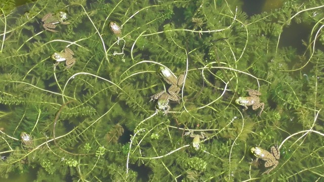 Reflections from Crumbly Acres: The snake and the goldfish pond.