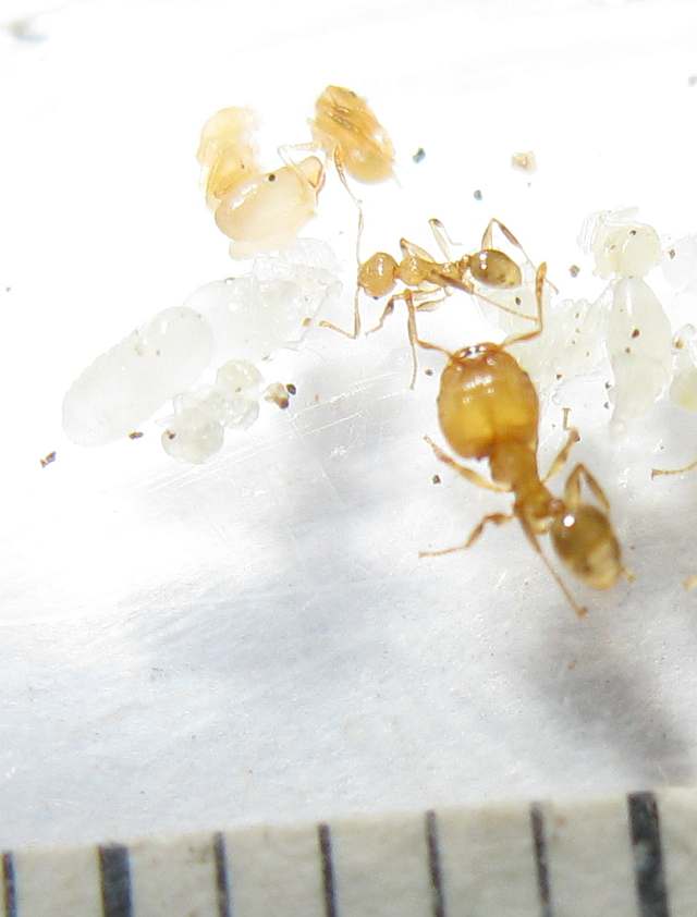 Photos and Info on Ants and Termites of Malaysia: Pheidole sp
