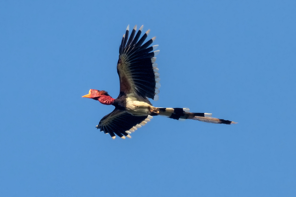 Alam Mengembang Jadi Guru: Burung Enggang Gading Kalimantan