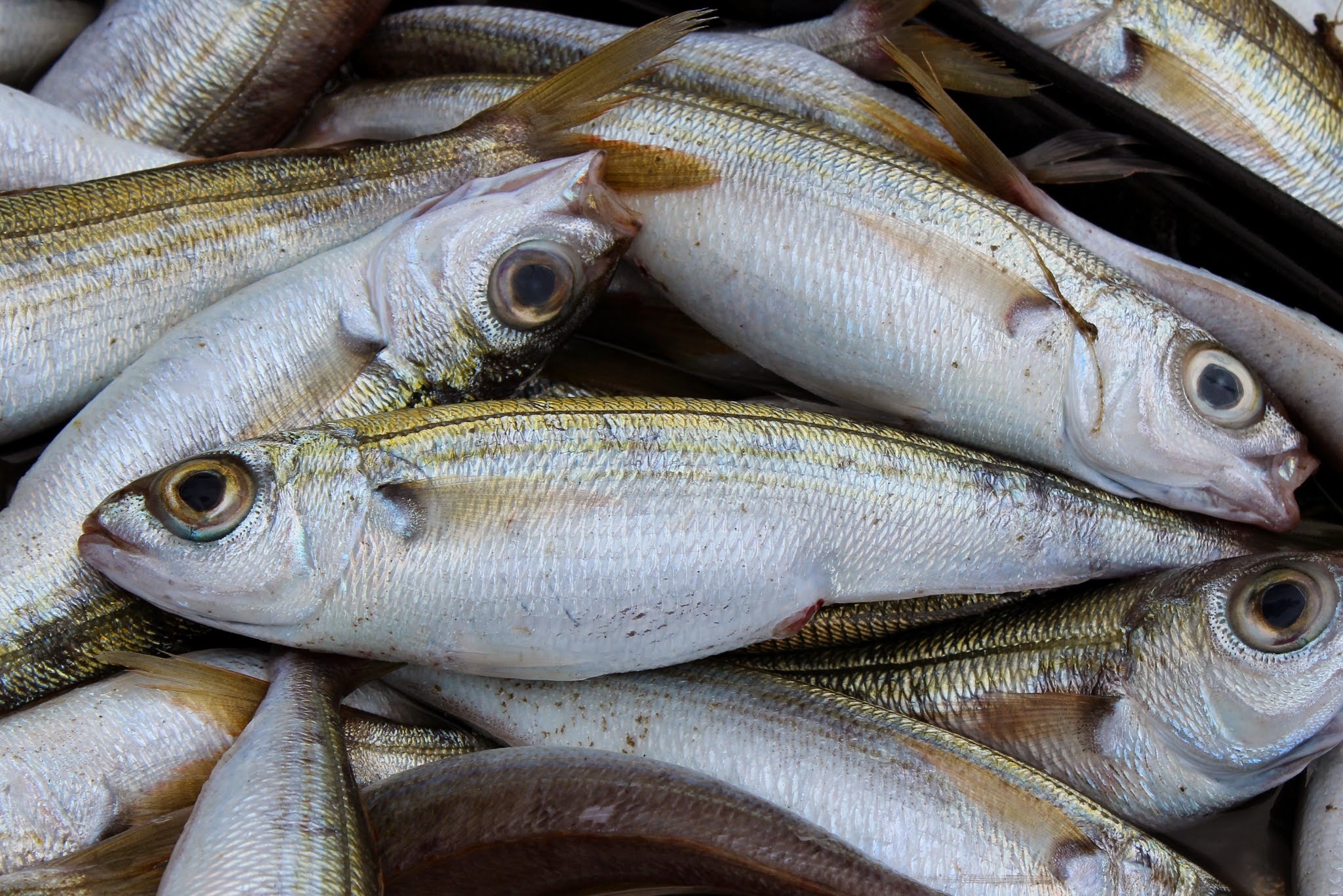 Vissen: 'Alle' 49 Soorten