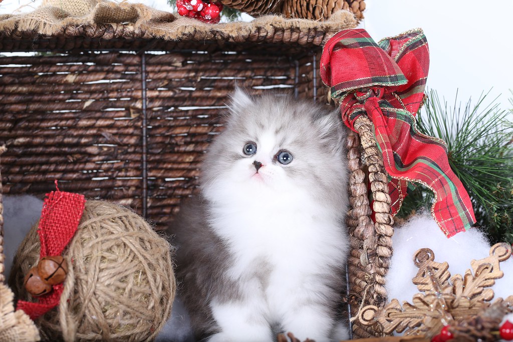 ANIMALS TIME : The 10 cutest Persian Cat pics
