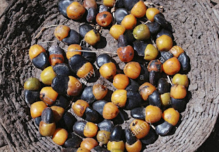 Marking nut( bibba )