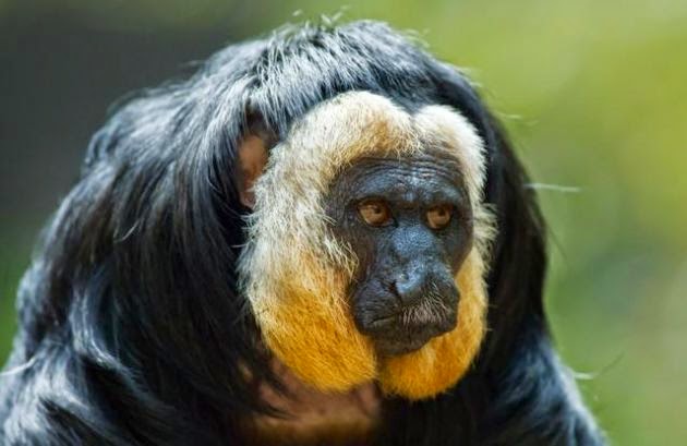 La Hormiga y la Cigarra: Las 5 nuevas especies de monos descubiertas en ...