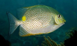 Mengenal Ikan Baronang | IKAN DAN LAUT