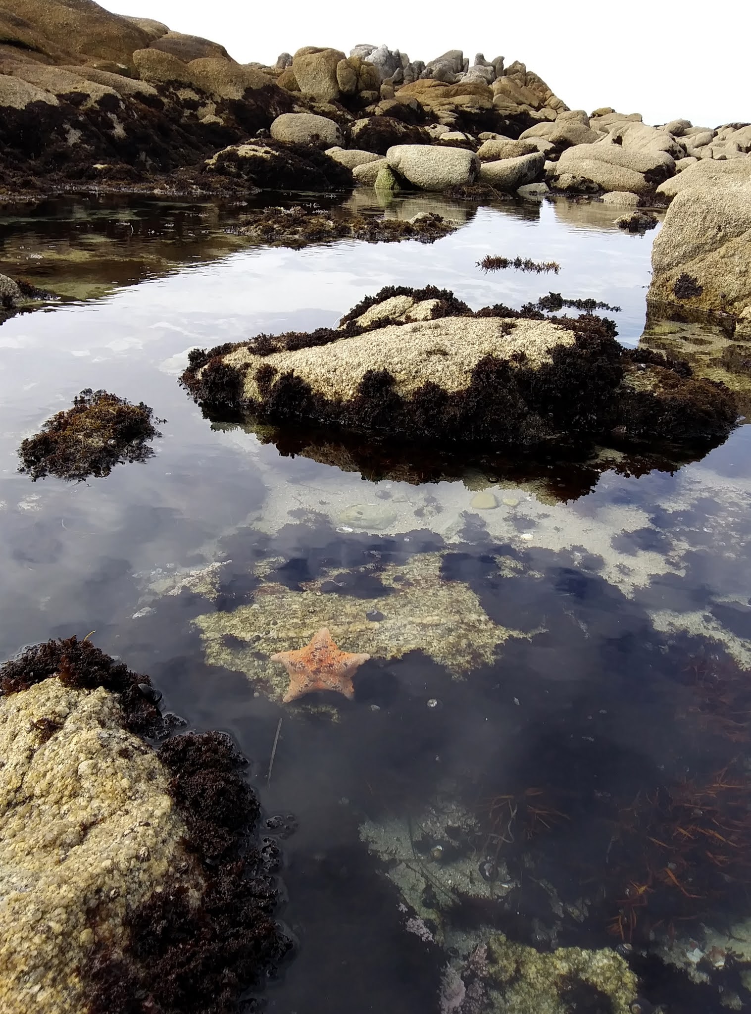 Tidepool Treasures: Bat Stars