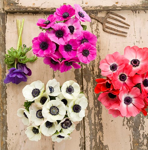 Brings May Flowers: 5 Springtime Bouquets to Welcome May | THE LOLLY ...
