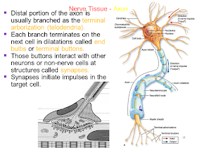 Terminal Arborization
