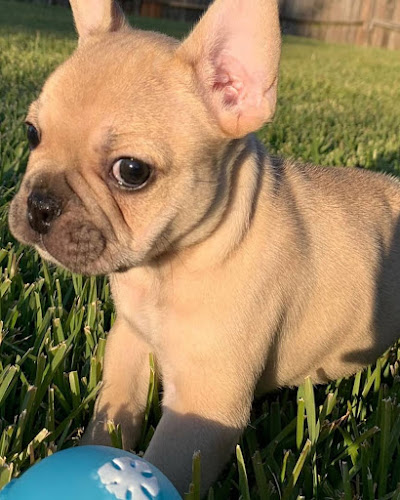 FRENCHIES PUPPIES ~ Royal English & French Bulldog Puppies Sale