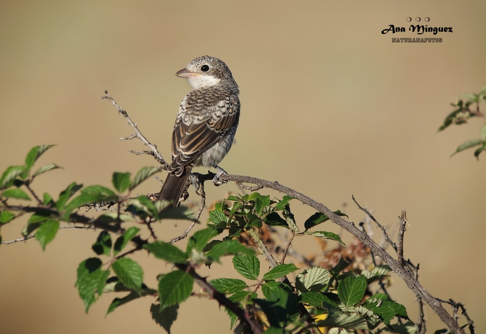 NATURANAFOTOS: Alcaudón común/ Woodchat shrike