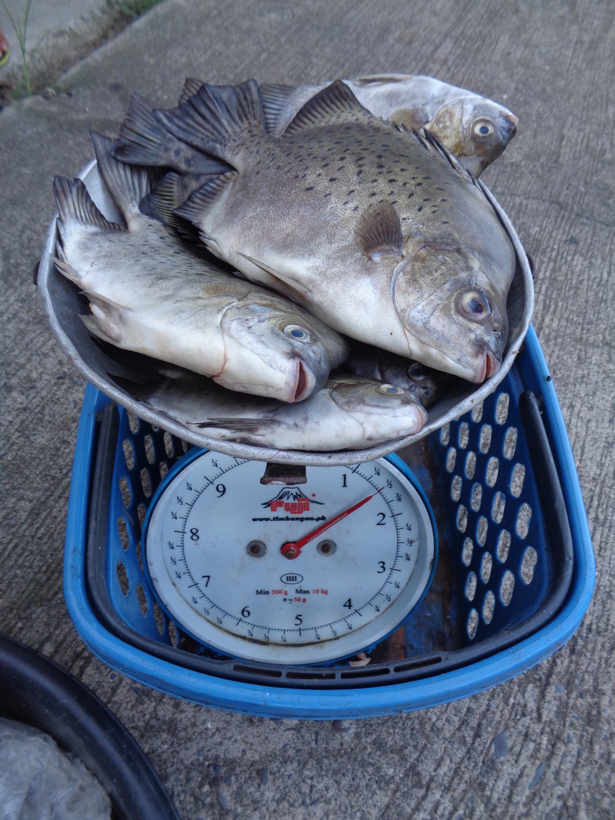 Naturalism - the Eighth Sense: Your favorite "Kapiged" Fish