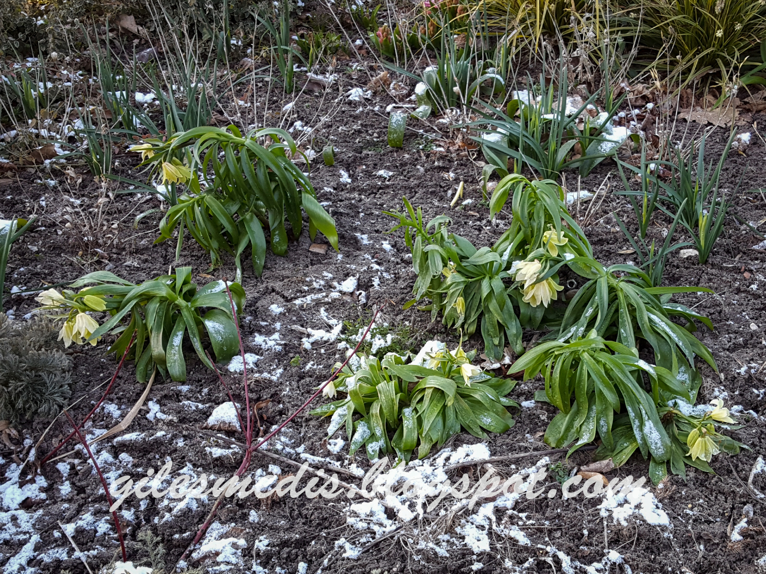Gilės medis: Ankstyvoji margutė (Fritillaria raddeana)