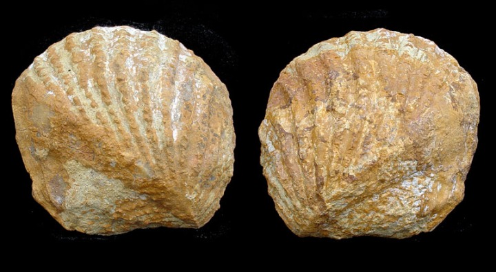 LA PREHISTORIA DE GUAYATA : TIPOS MAS COMUNES DE FOSILES ENCONTRADOS ...