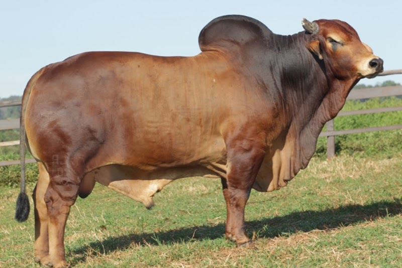 CEBÚ ♥ ♥ ♥ ZEBÚ♔♕♖♗♘ LA PASIÓN POR EL #CEBÚ #ZEBU: INDICE ANIMALES DE ...