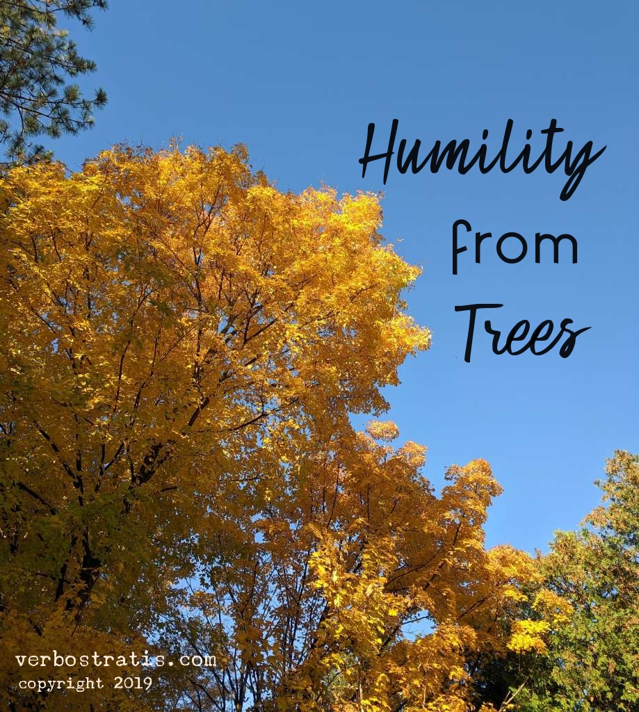 VerboStratis: Humility from Trees