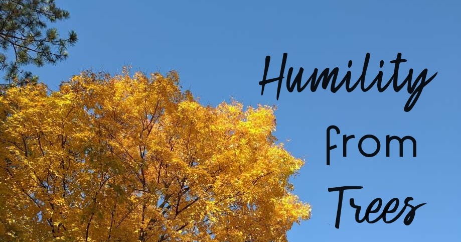 VerboStratis: Humility from Trees