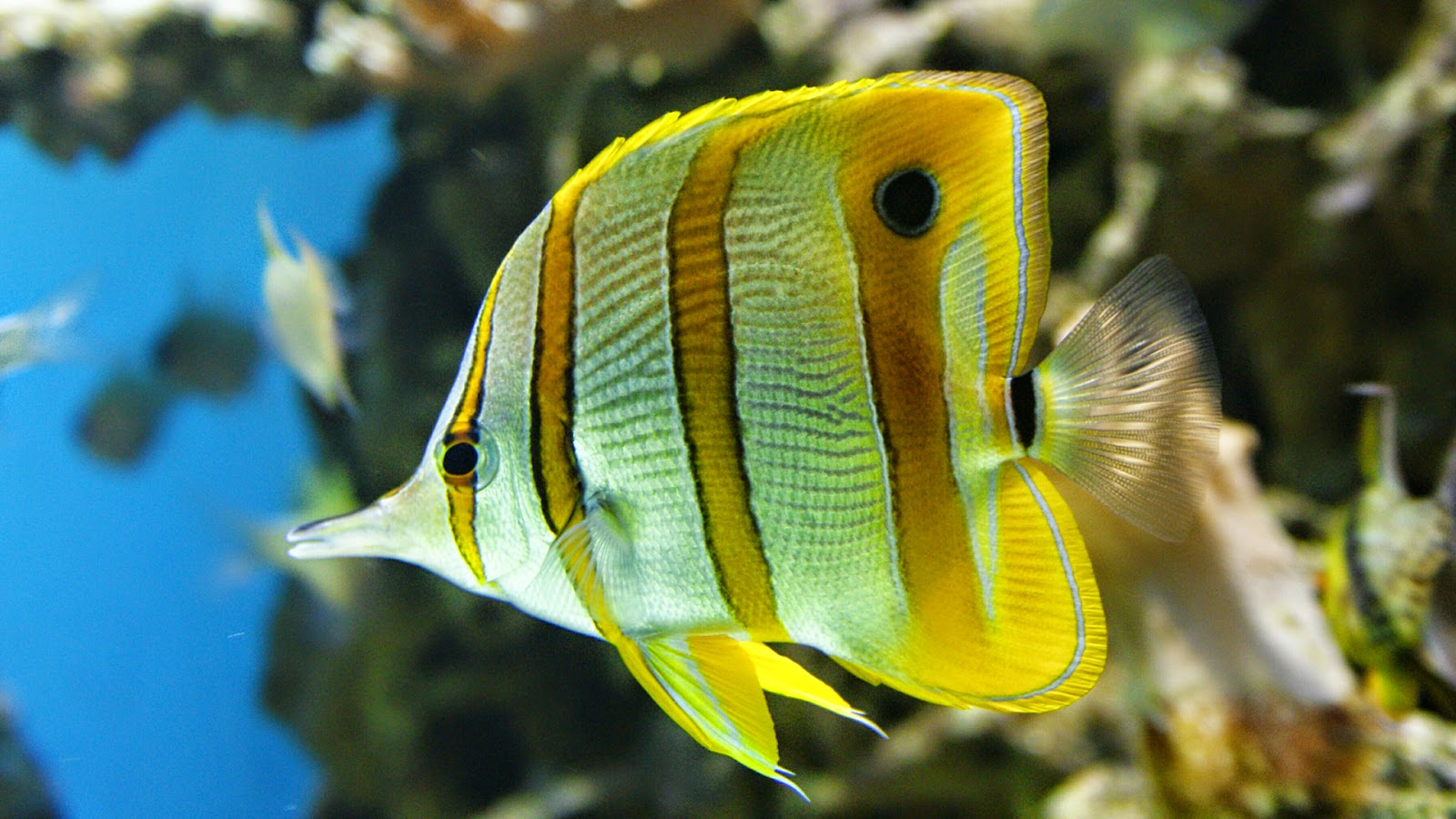 BUTTERFLYFISH photos - wallpapers | the fun bank