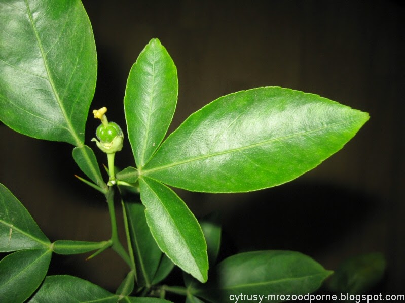 Cytrusy Mrozoodporne: Citrange