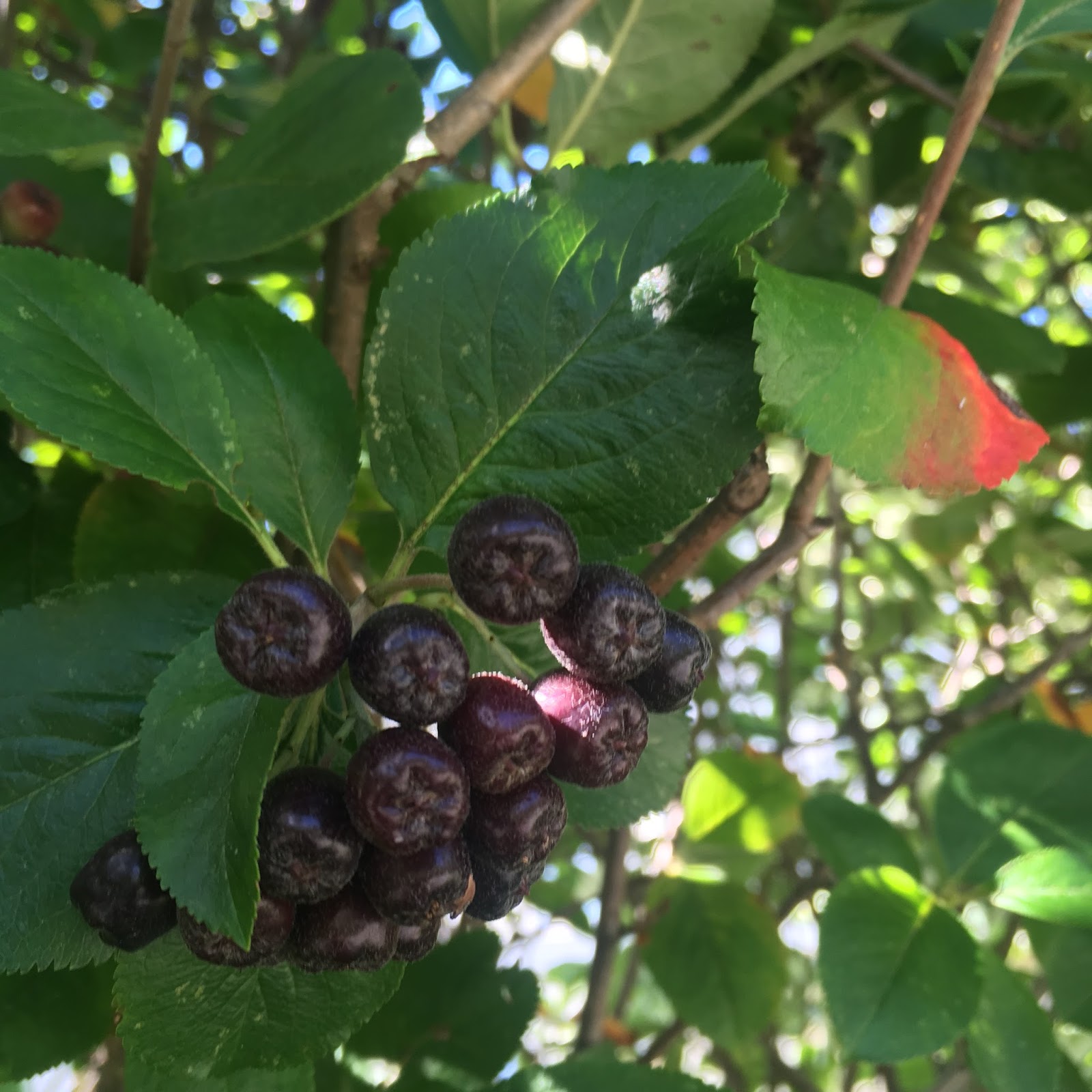 Aroniabær - gratis supermat i nabolaget
