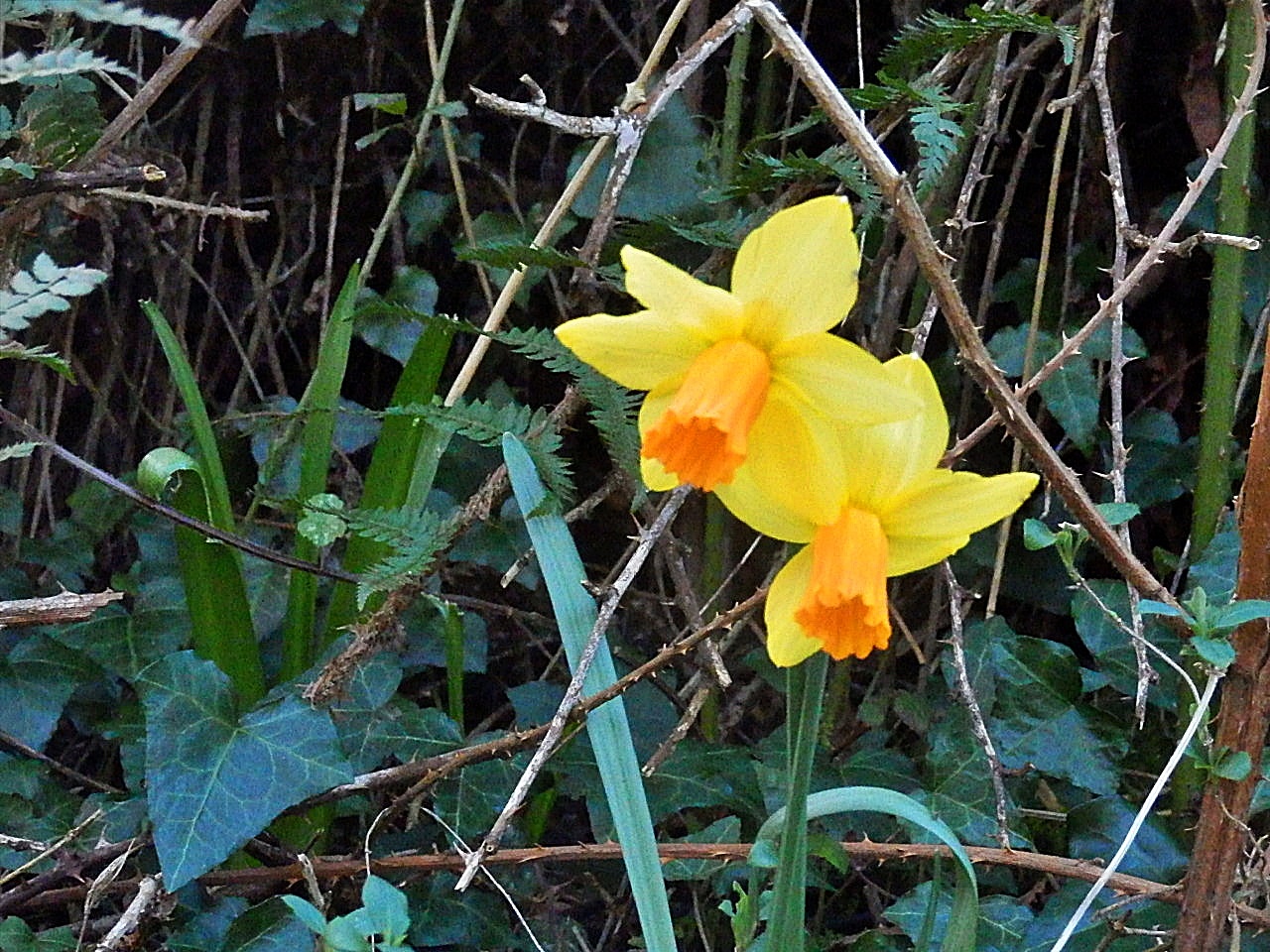 Mike's Cornwall: Flowers This Year In Cornwall